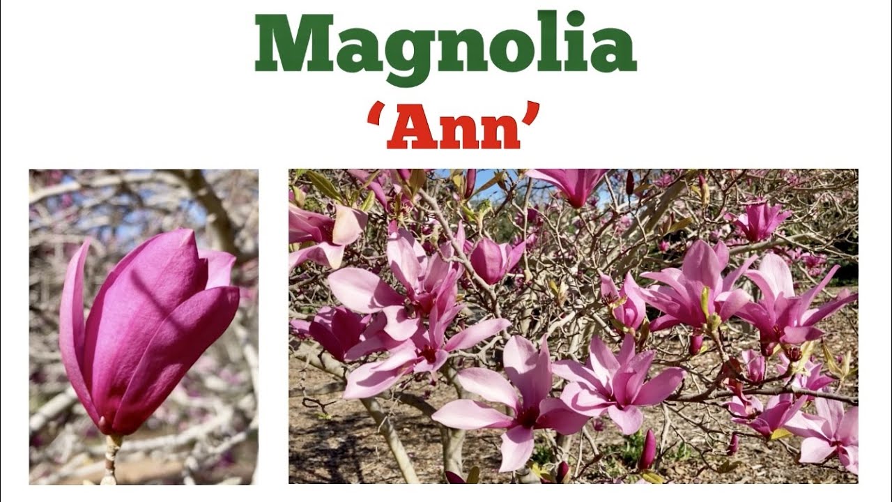🔴Magnolia 'ANN' Flowering Tree (Magnolia Liliiflora) ~ IN FULL BLOOM ...