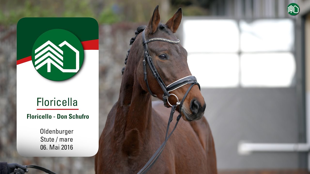 Gestüt Tannenhof’s Christmas Auction: Floricella Stute v. Floricello ...