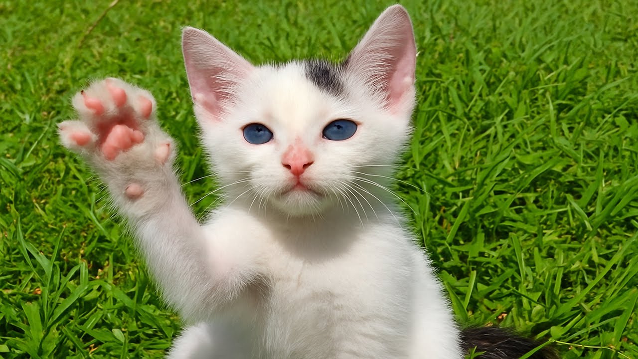 😺 Cute Kitten Waving Hello | Funny and Adorable Cat Moments - YouTube