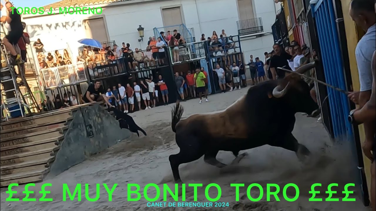 BONITO TORO Y PELEÓN £££ - YouTube