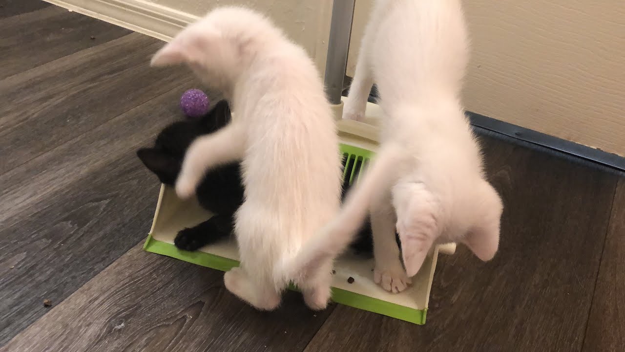 Kittens “Help” Sweep 😆 - YouTube