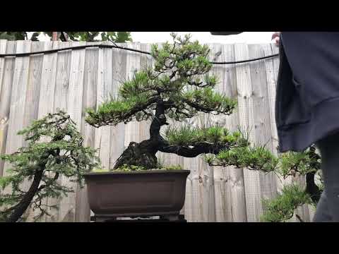 How to bud select and needle pluck Japanese black pine bonsai autumn ...