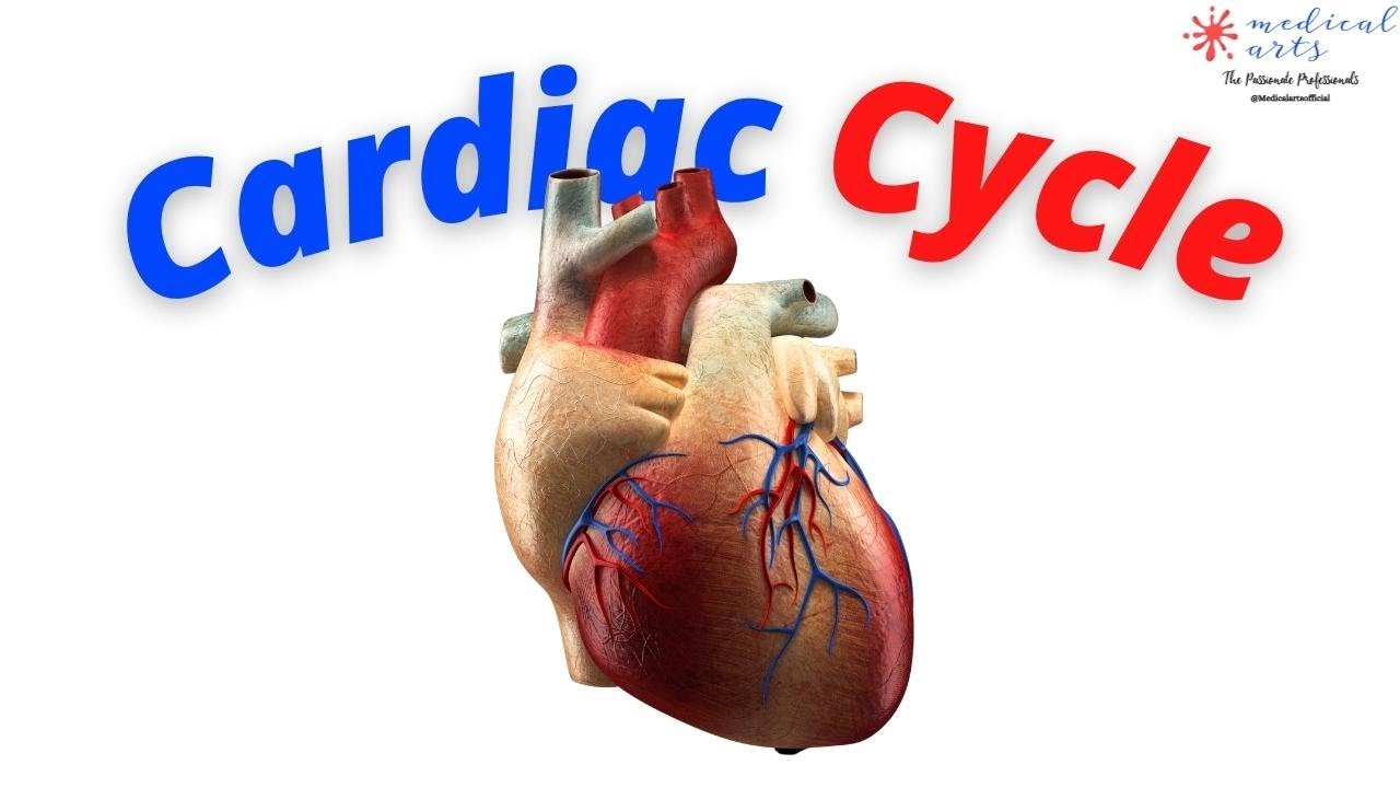 Cardiac Cycle Physiology - Cardiac System Animation - YouTube