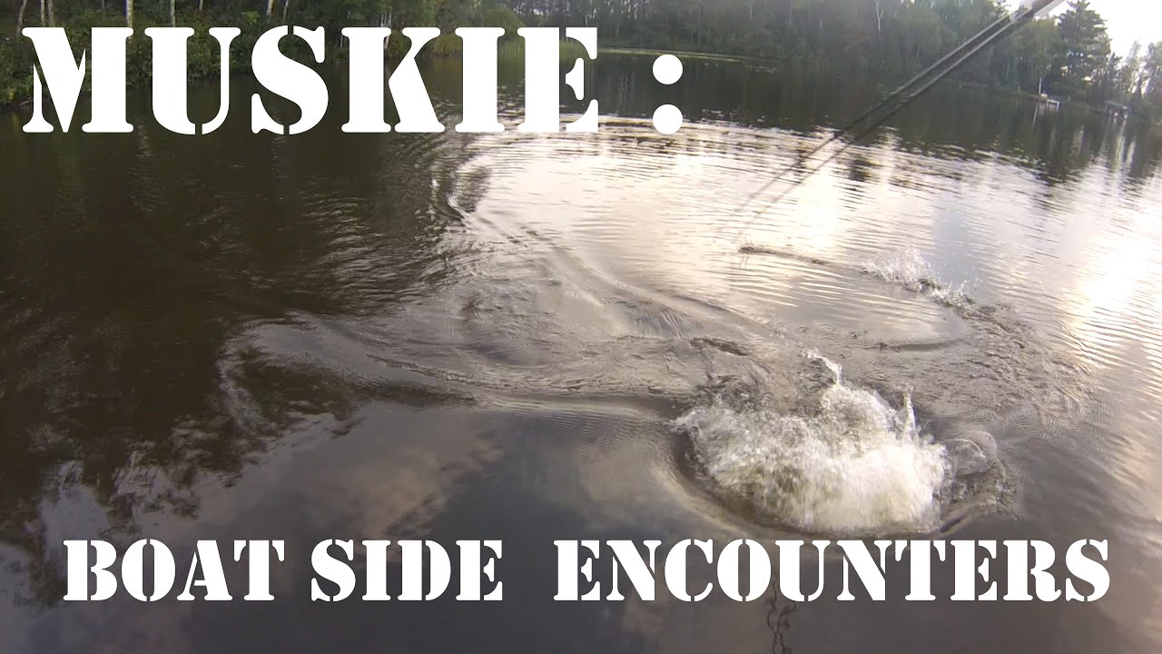 Muskie Fishing: Boat Side Encounters - YouTube