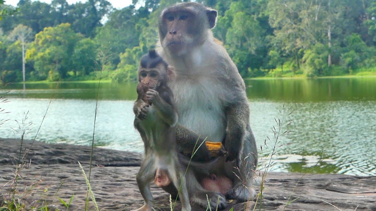 Gabe baby monkey really like his father #monkey #animals #wildlife ...
