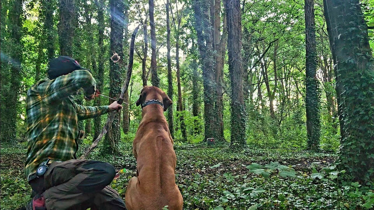 Getting the Ridgeback familiar with the Bear Grizzly 🐻 - YouTube