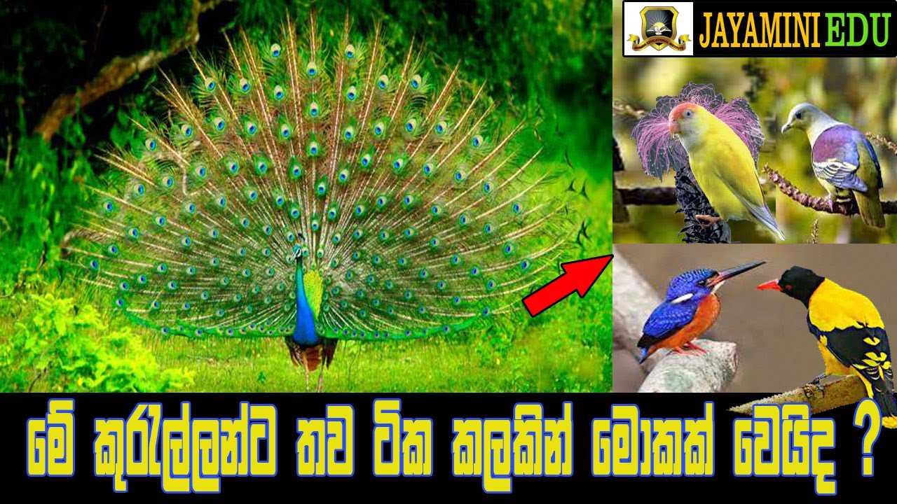 endemic-birds-of-sri-lanka-sinhala