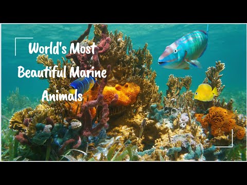 World's Most Beautiful Marine Animals - YouTube