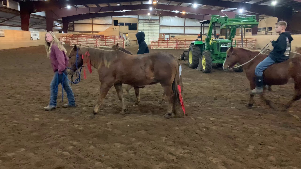 Sorrel Ponies! Winston/white, Aloe/mint green, Little Fry/Red, Dwayne ...