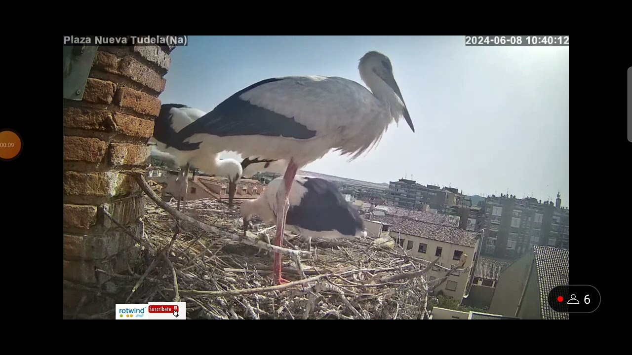 Urohidrosis en las cigüeñas blancas. Webcam cigüeñas Tudela ...