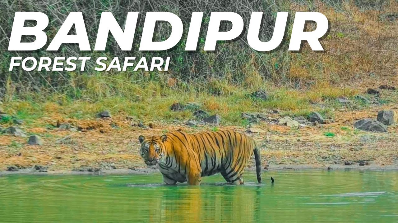 Bandipur Tiger Reserve Safari | Bandipur Safari Lodge by JLR - YouTube