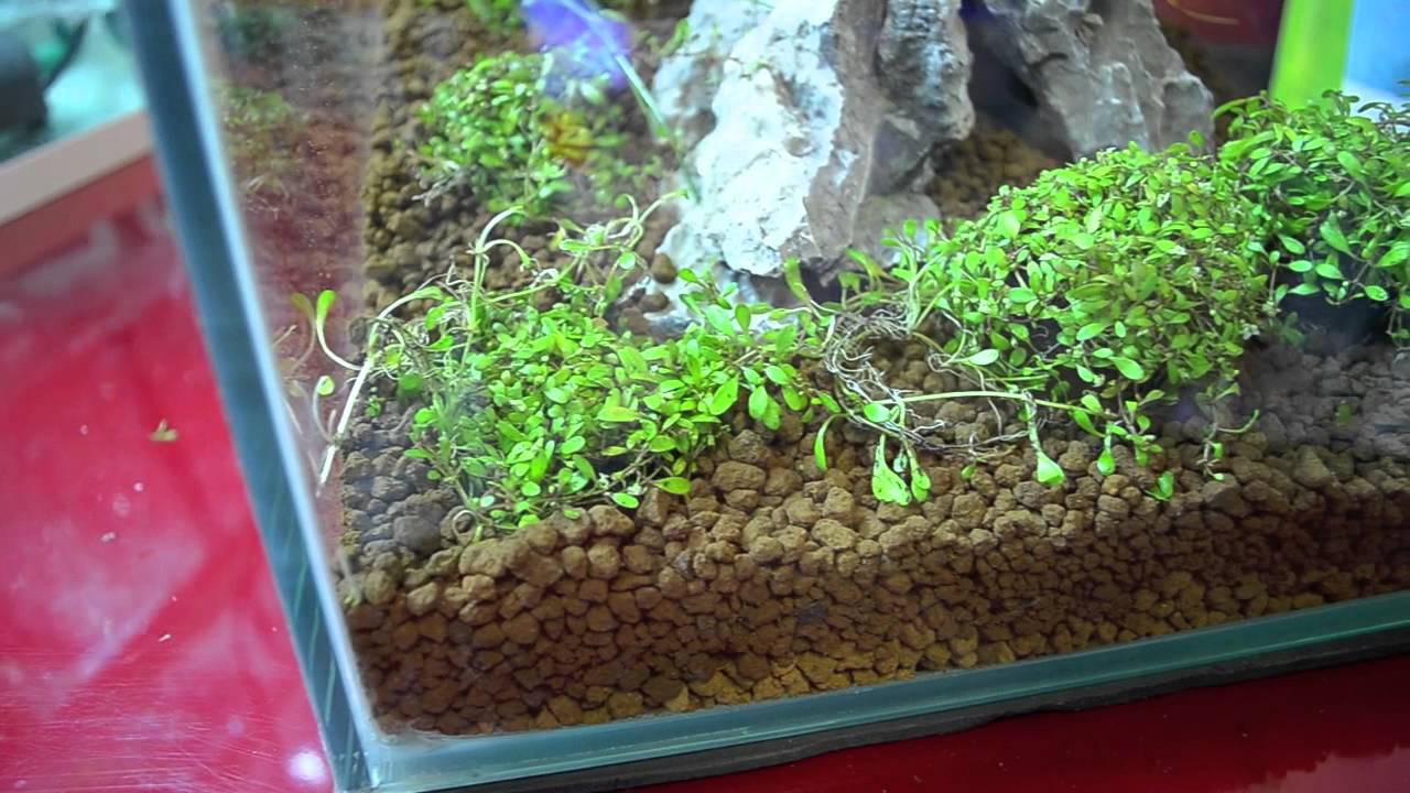 How to plant Glossostigma elatinoides Kokedama-Wabikusa - by Massimo ...