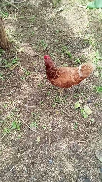 Cómo cuidar a tus gallinas en casa - YouTube