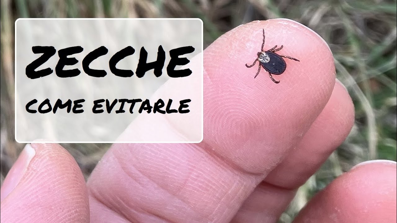 Zecche, come evitarle - YouTube