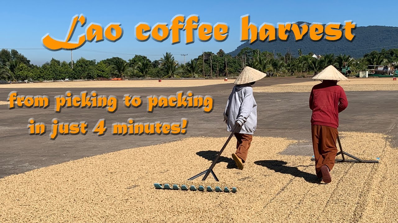 Coffee Harvest in Paksong, Laos | The whole process | 老挝咖啡采摘及生产 - YouTube