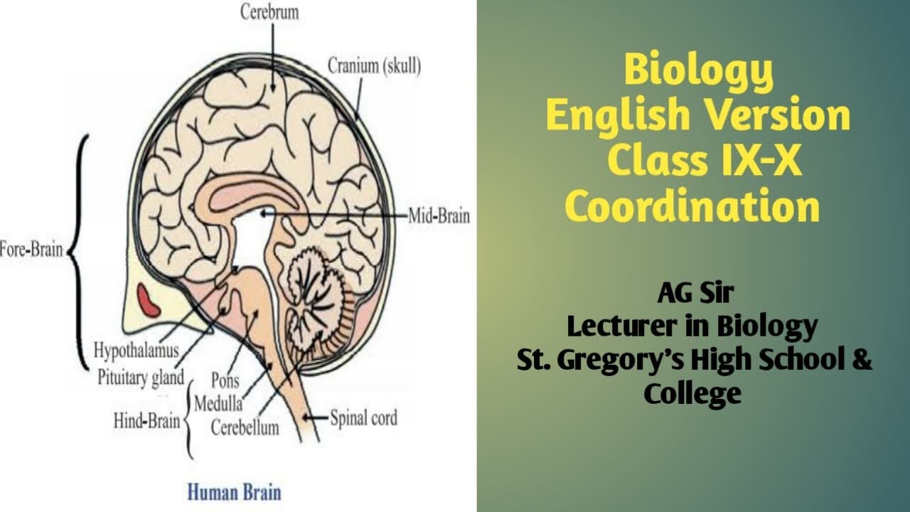 Central Nervous System || English Version || Class 9-10 || Chapter 10 ...