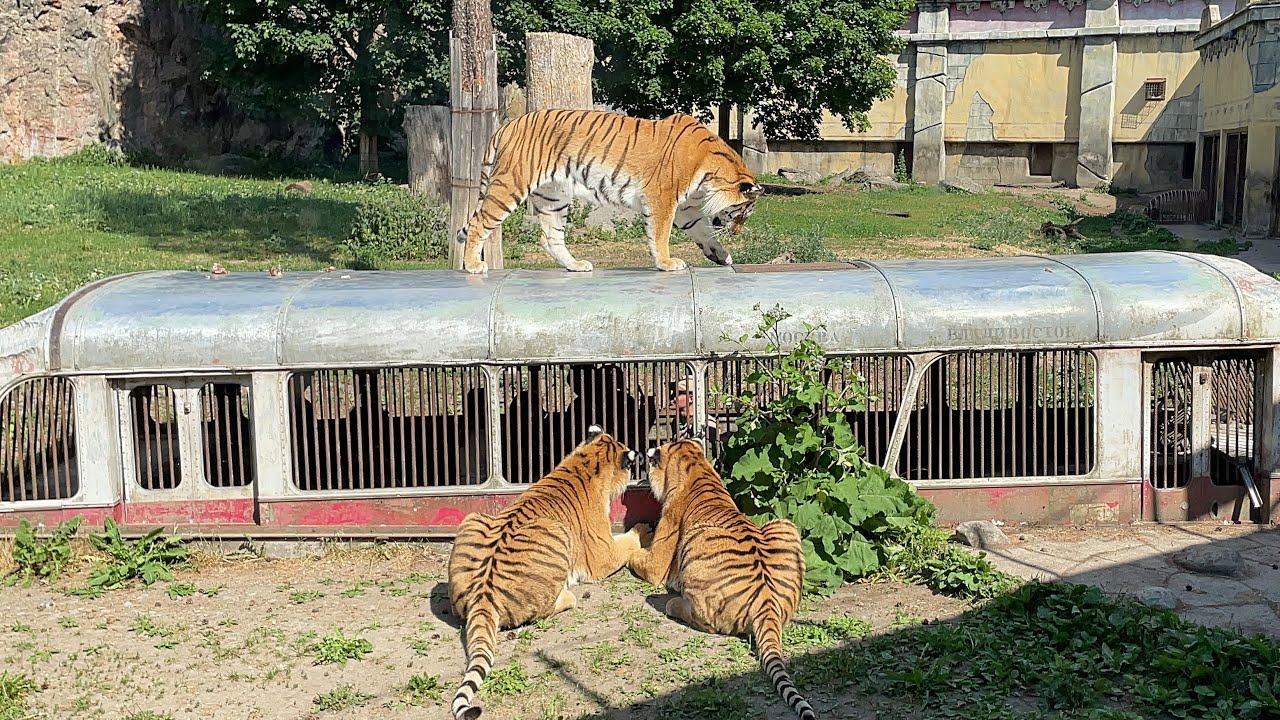 Tiger World 🐅 Kolmården Zoo 🇸🇪 | Playful and Super Active Tigers 🐯 ...