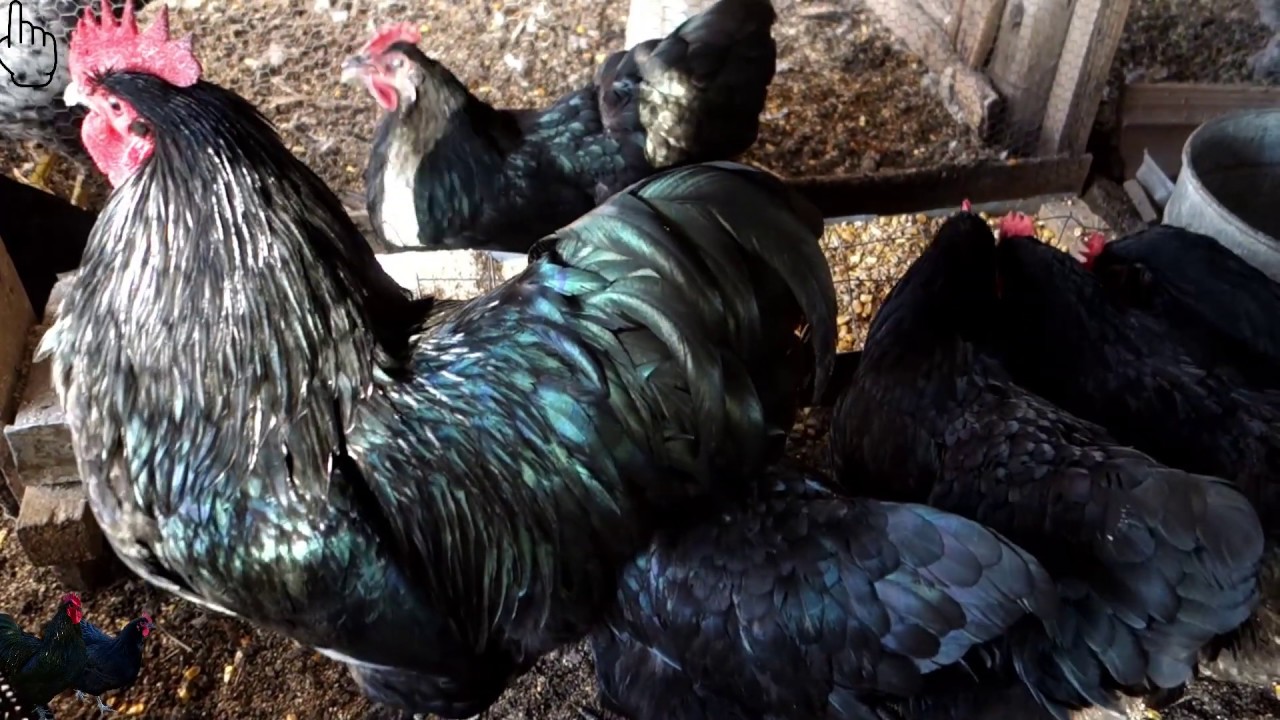 Australorps chicken breeds / Wheat , Corn great food for chickens ...