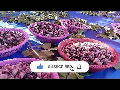 میله توت و دوغ تُند شمالی ،#پروان #کاپیسا از انگور-Angoor - YouTube