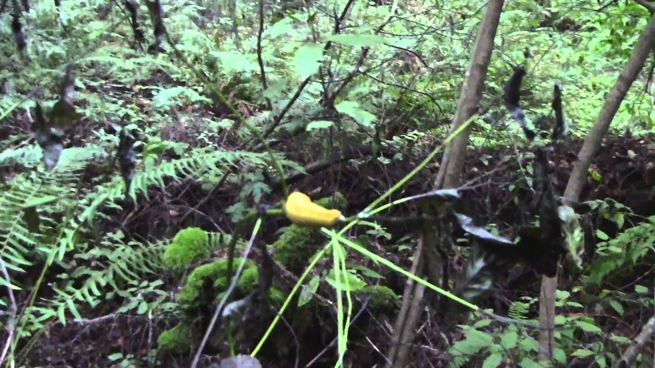 Spider Vs Banana Slug (Spider FAIL) - YouTube