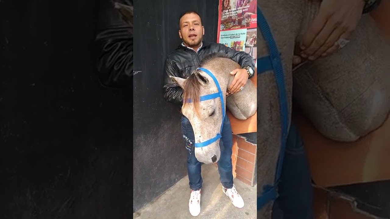 Edgar Posada -Caballo Embalsamado #caballos #animales - YouTube