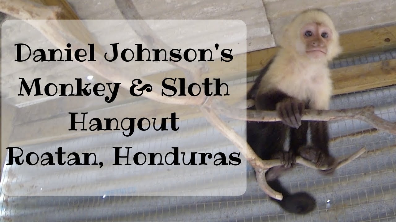 Daniel Johnson's Monkey and Sloth Hangout - Roatan Cruise Excursion ...