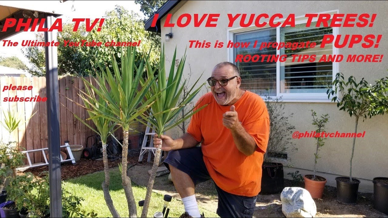 YUCCA PUPS PROAGATION ROOTING IN DIRT vs WATER WHAT WILL BE THE BEST ...