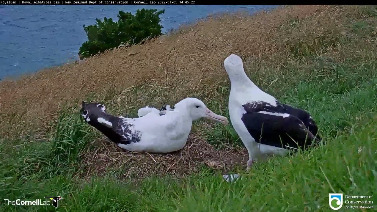 Female Albatross YRK Returns To Incubate After 15-Day Foraging Trip ...