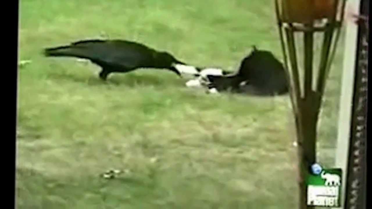 Crow adopts Kitten as best friend (original) - YouTube