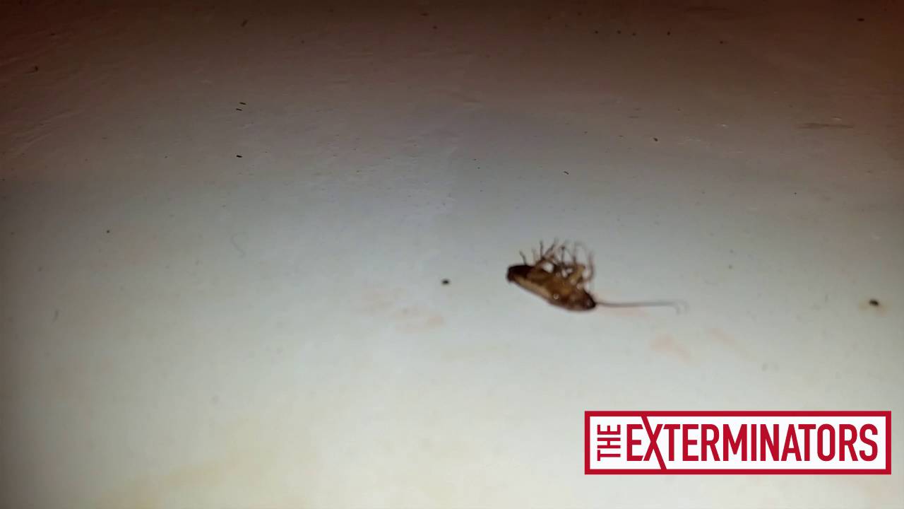 Professional Cockroach Extermination Toronto - The Exterminators Inc ...