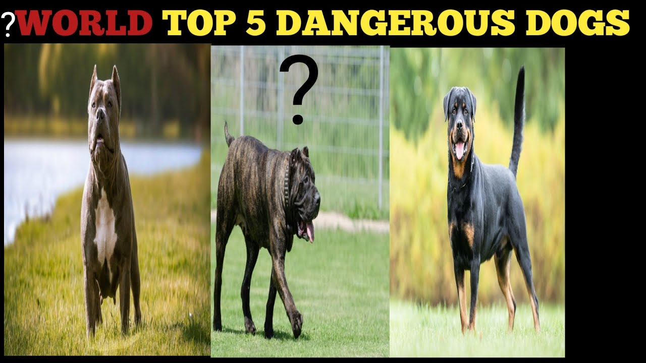 World Top 5 Dangerous Dogs - YouTube