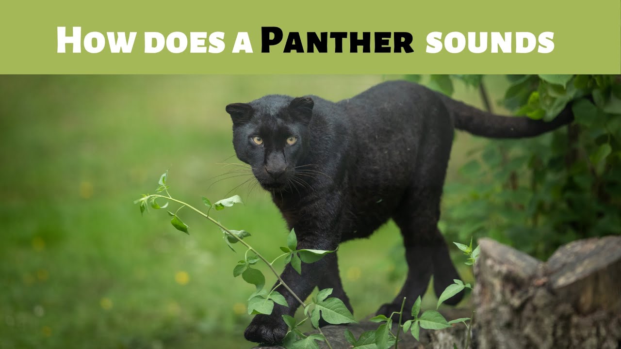 How does a Panther sounds - YouTube