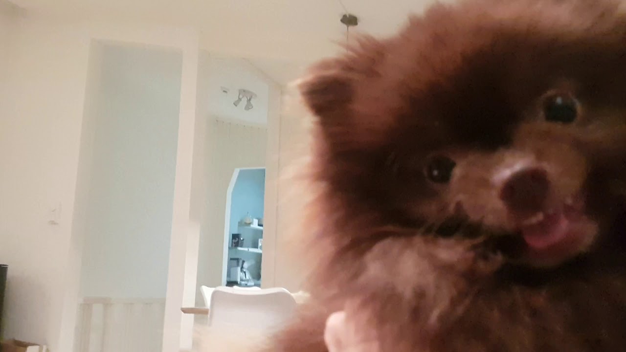 Angry pomeranian full video - YouTube