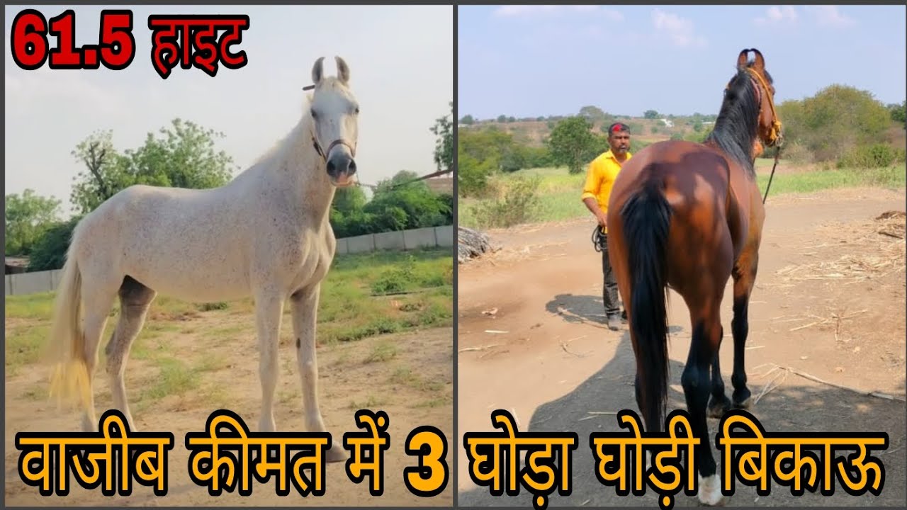 3 beautiful and unique colour ke ghoda ghodi reasonable price mein for ...