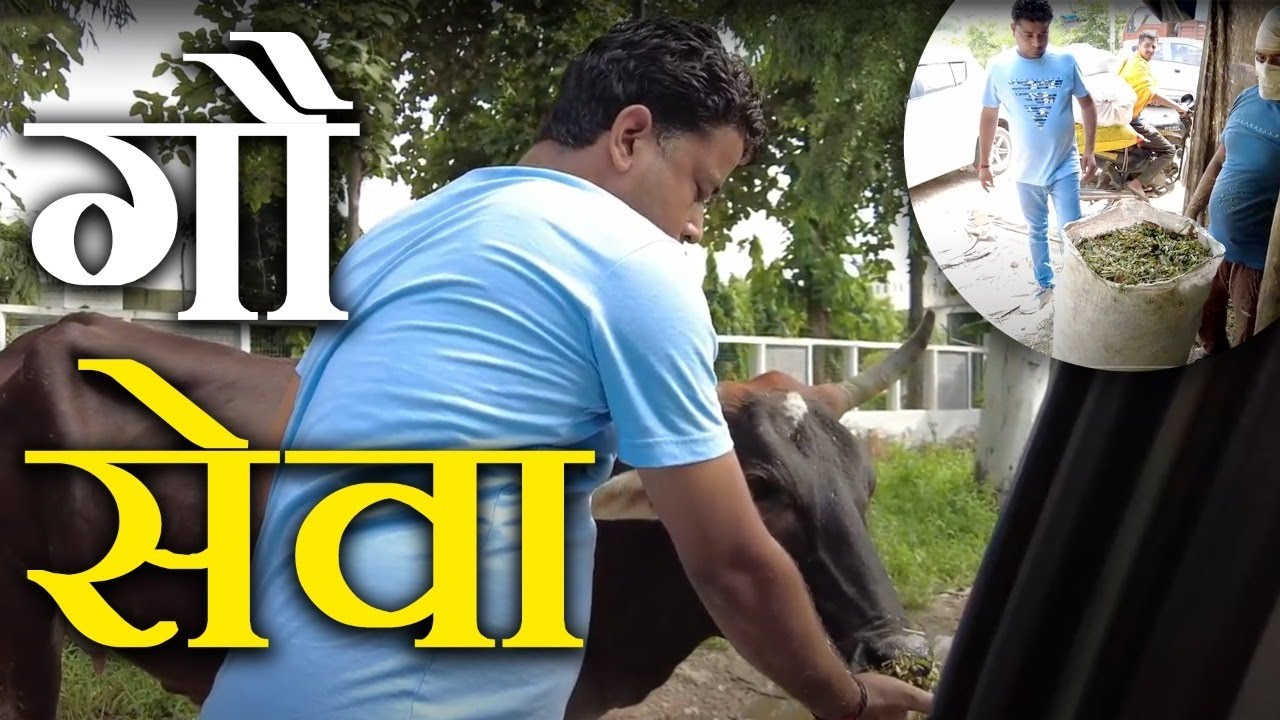 गौ सेवा // Helping Street Cows // Feeding Cows // cows are the goddess ...