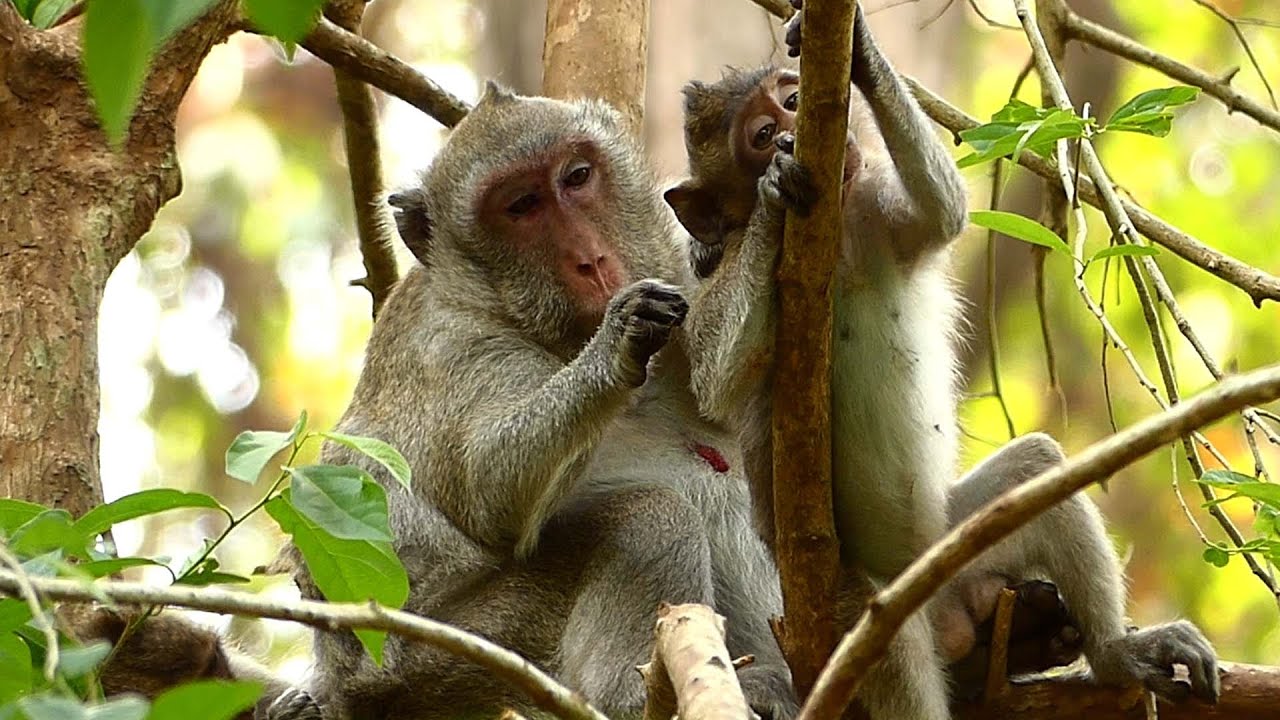 Deep meaning, Jazzy monkey getting nurse from mother, Loos so ...
