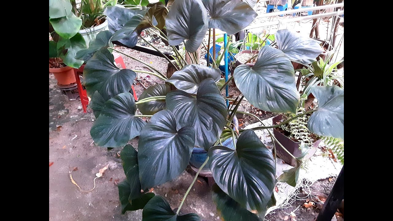 homalomena black emerald, kemoyang hitam - YouTube