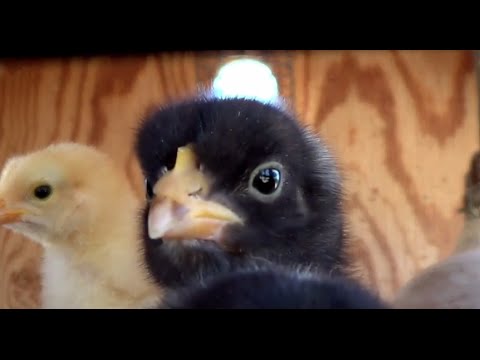 Darling BABY Bunnies, Ducklings, and Chicks Compilation - YouTube
