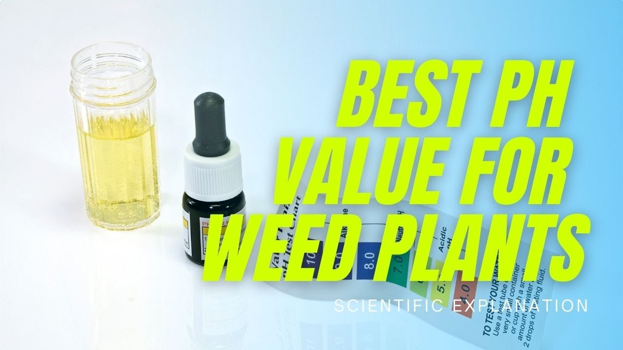 What is the best pH value for cannabis plants? (Science Explained ...