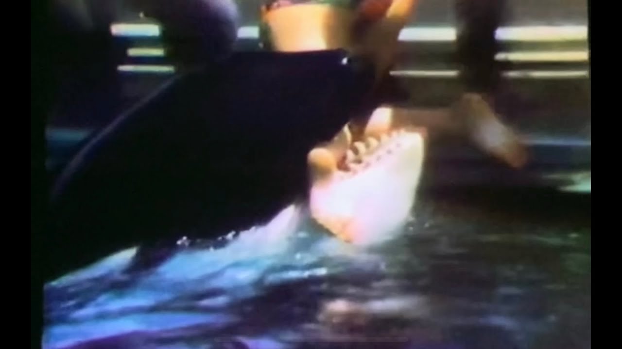 Orca Attack Of Anette Eckis - YouTube