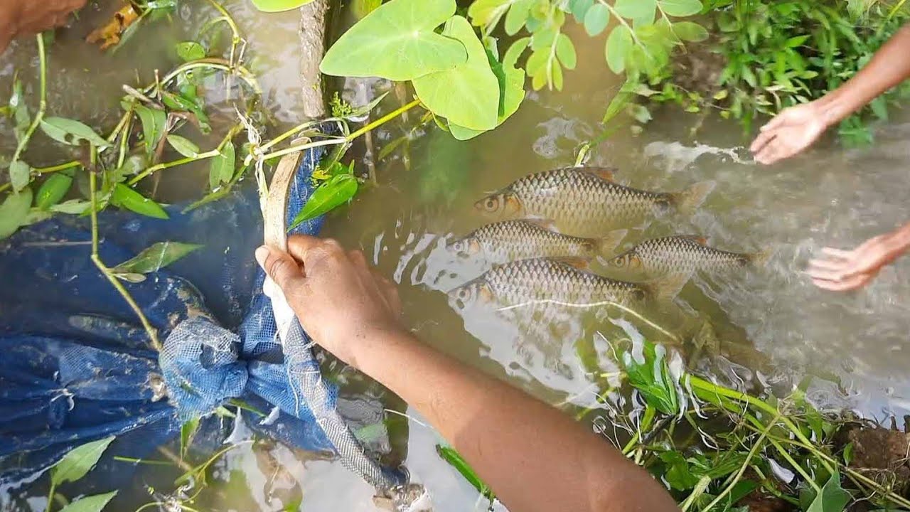 Amazing net fishing in the river. Emma's fishing. Uncommon fishing ...