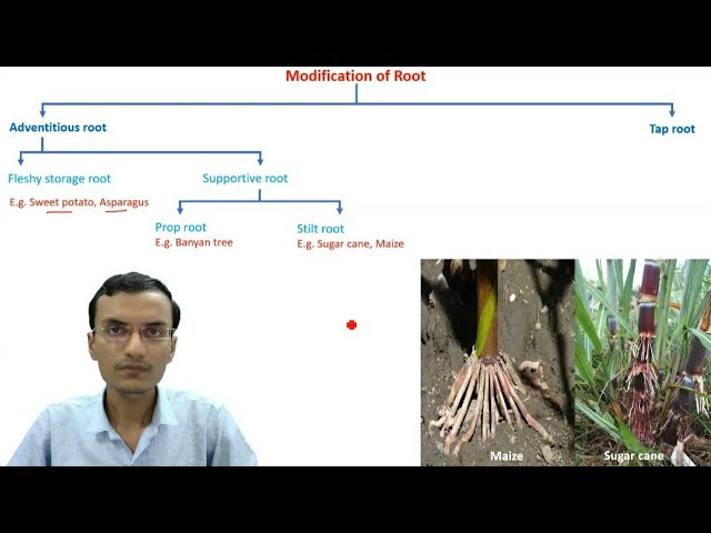 Nodulose Root In Hindi