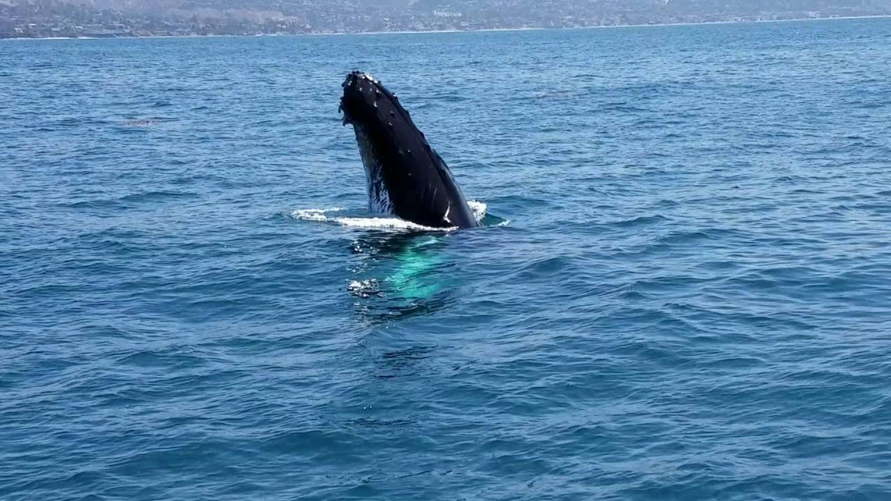 Whale Spy Hopping (8 Times, then a close up face to face ...