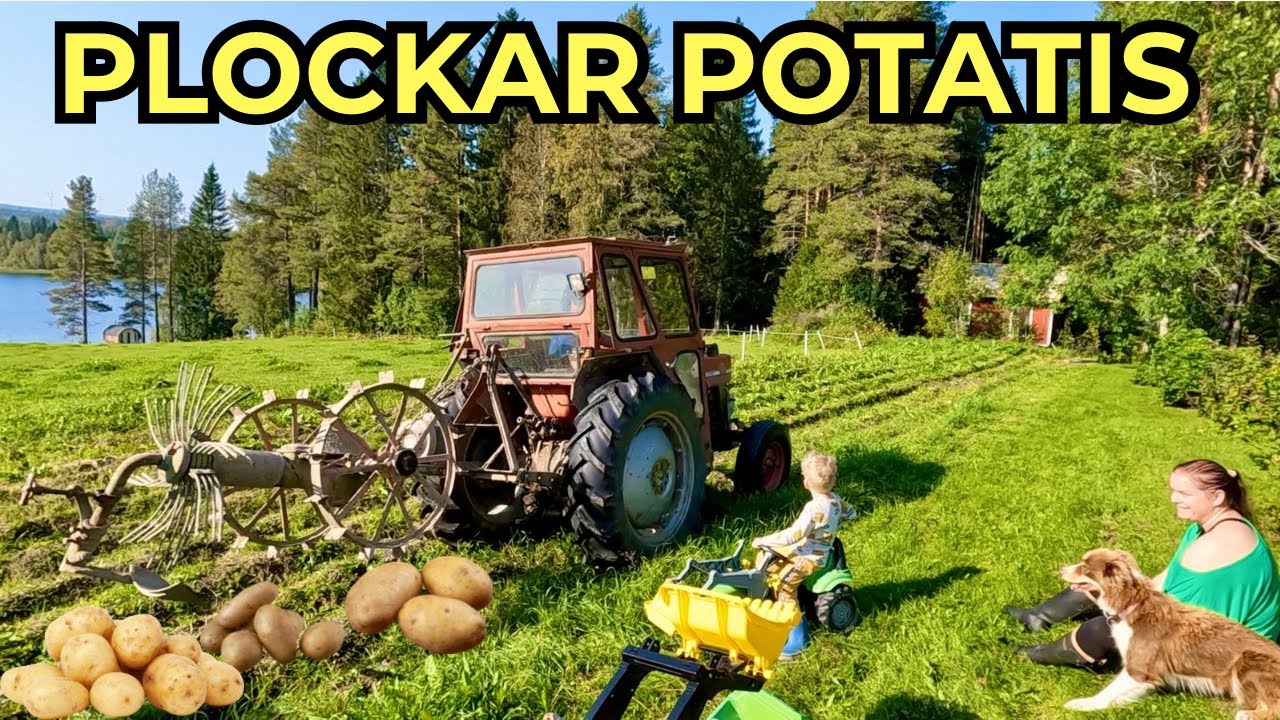 PLOCKAR POTATIS 2024 MED MF 135 PÅ VÄSTANSJÖGÅRDEN - YouTube