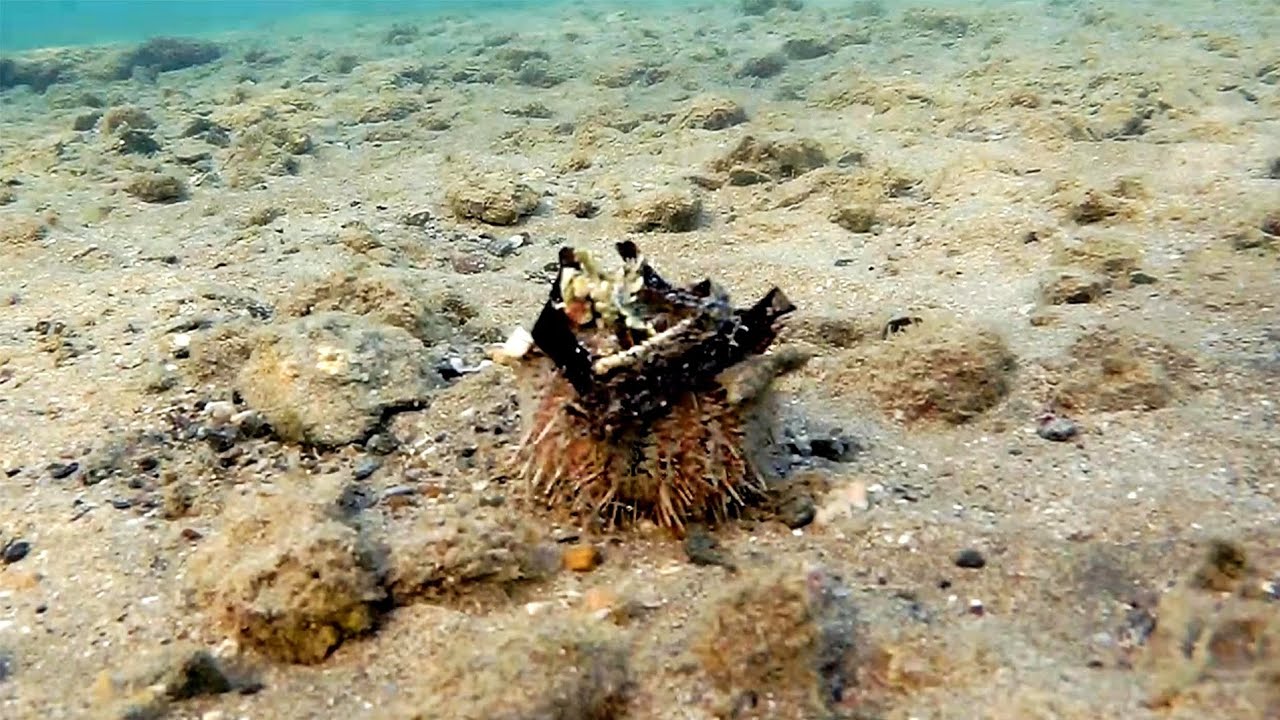 Parson’s hat sea collector urchin (Tripneustes gratilla elatensis), Еж ...