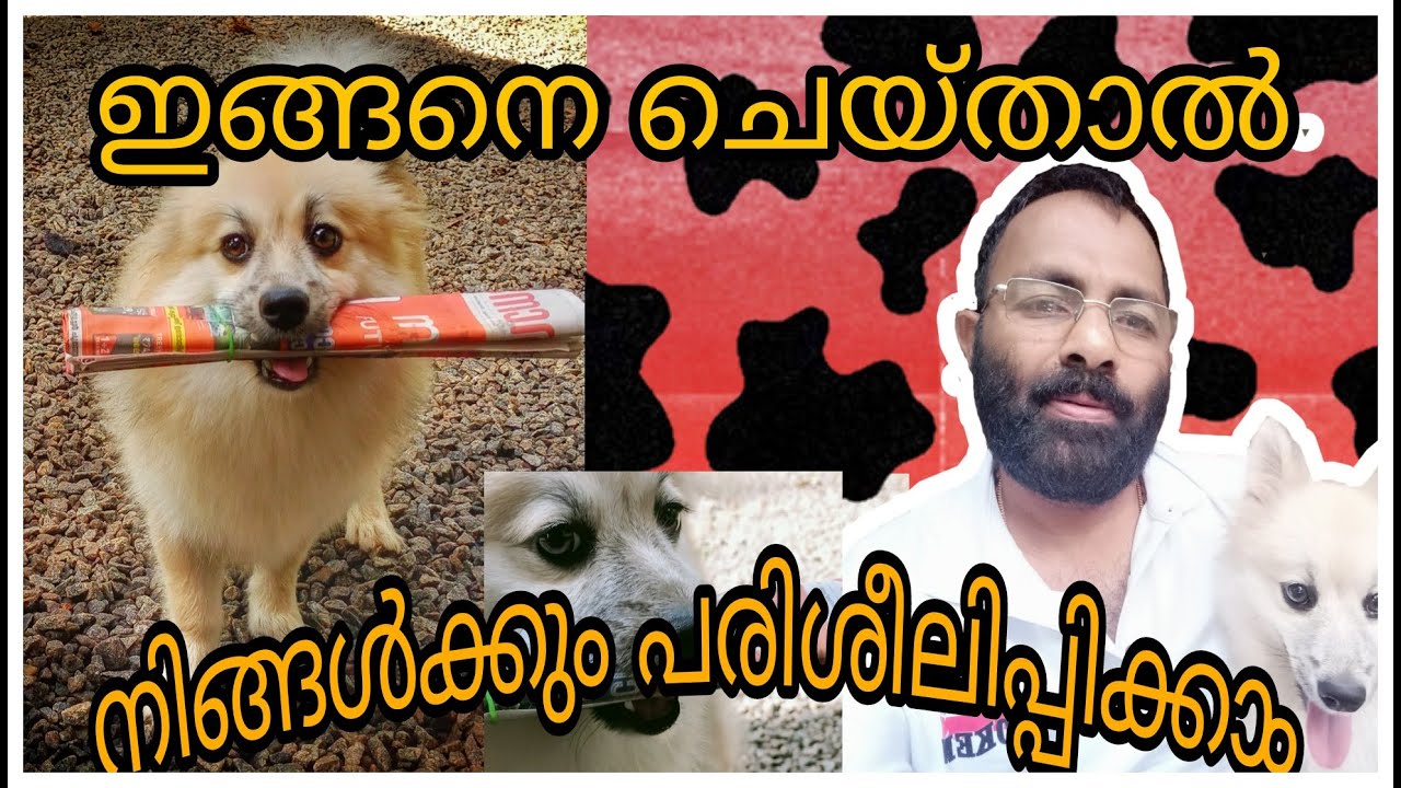 Dog Training Skills | Fetch Catch | Newspaper Fetch...Dog Step by step ...