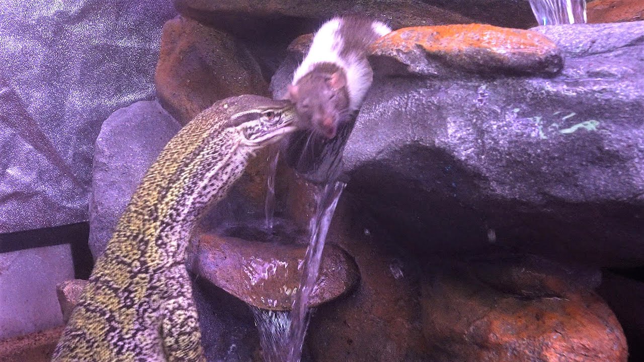Sand Monitor catches a rat in a waterfall - YouTube