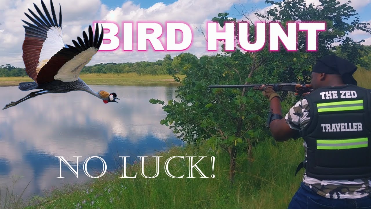 Bird Hunt! No Luck! - YouTube