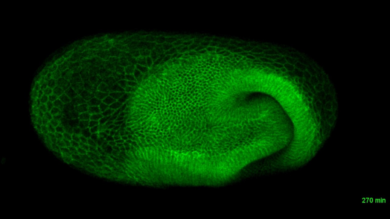 Fluorescent live imaging of embryo formation in the beetle Tribolium ...