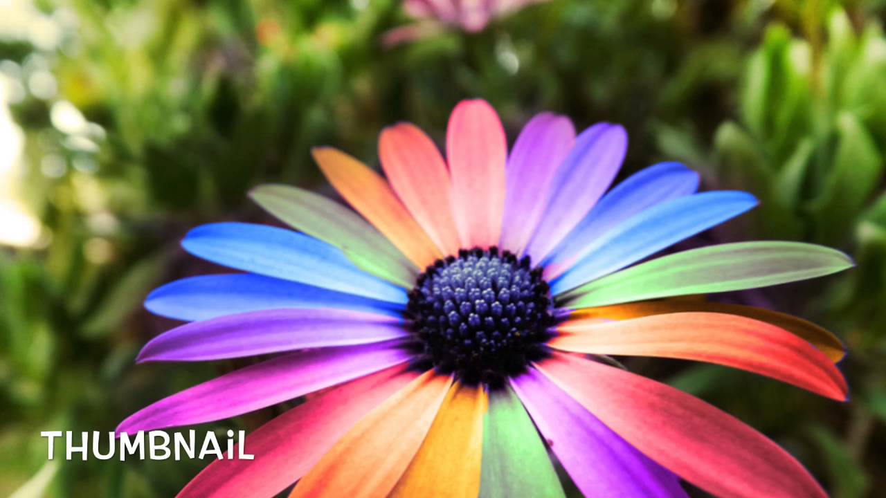 Playing with our hoverboard | Flower Power - YouTube